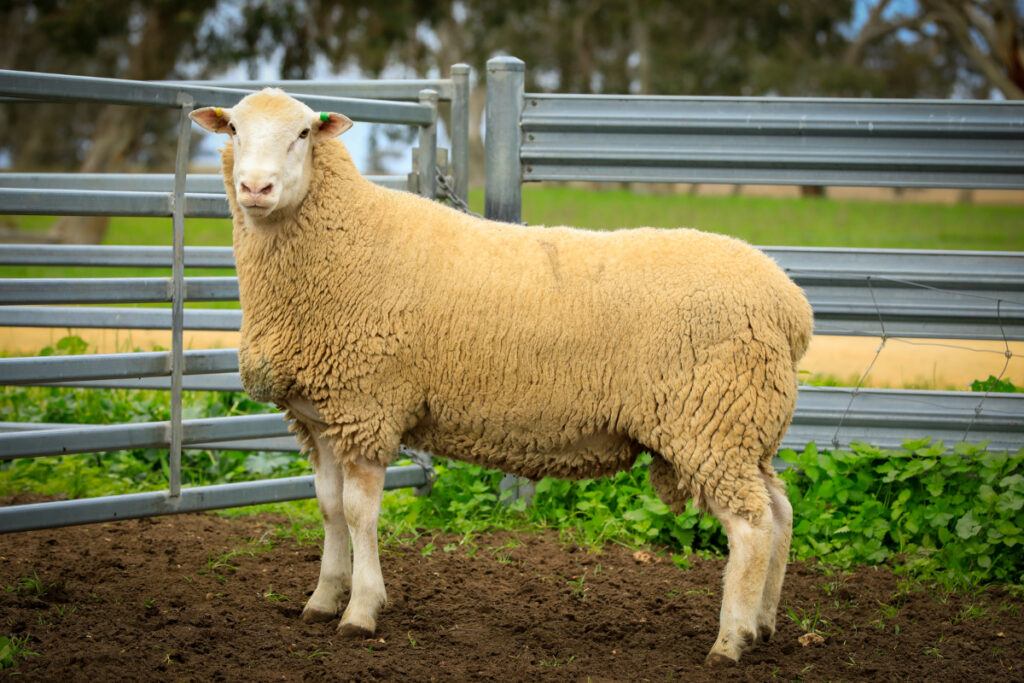 Bundara Downs - White Suffolks - Recent Sires used in our Breeding