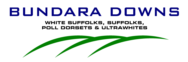 Bundara Downs - White Suffolks, Suffolks & Poll Dorsets - South Australia